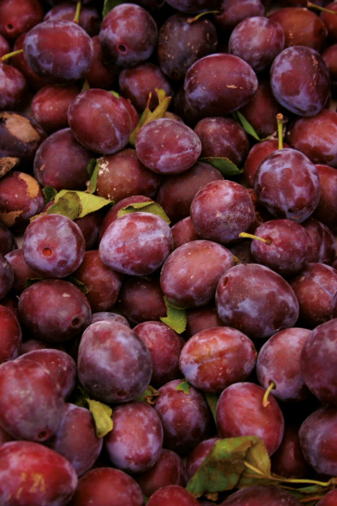 Pflaumen - Marbens Appelboom