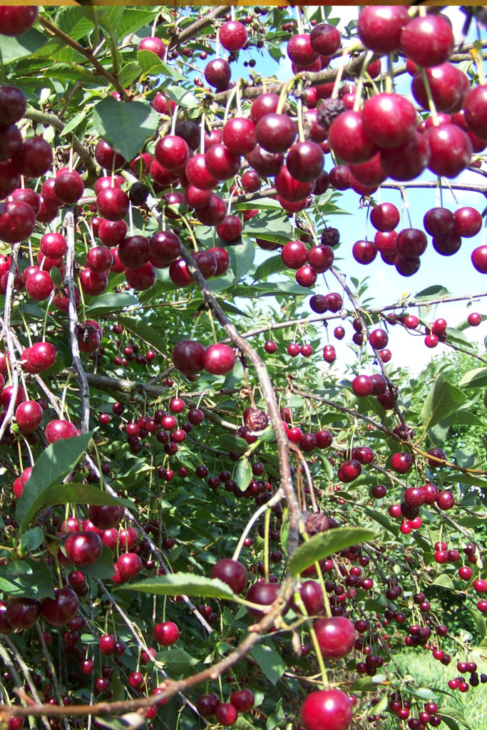 Kirschen - Marbens Appelboom
